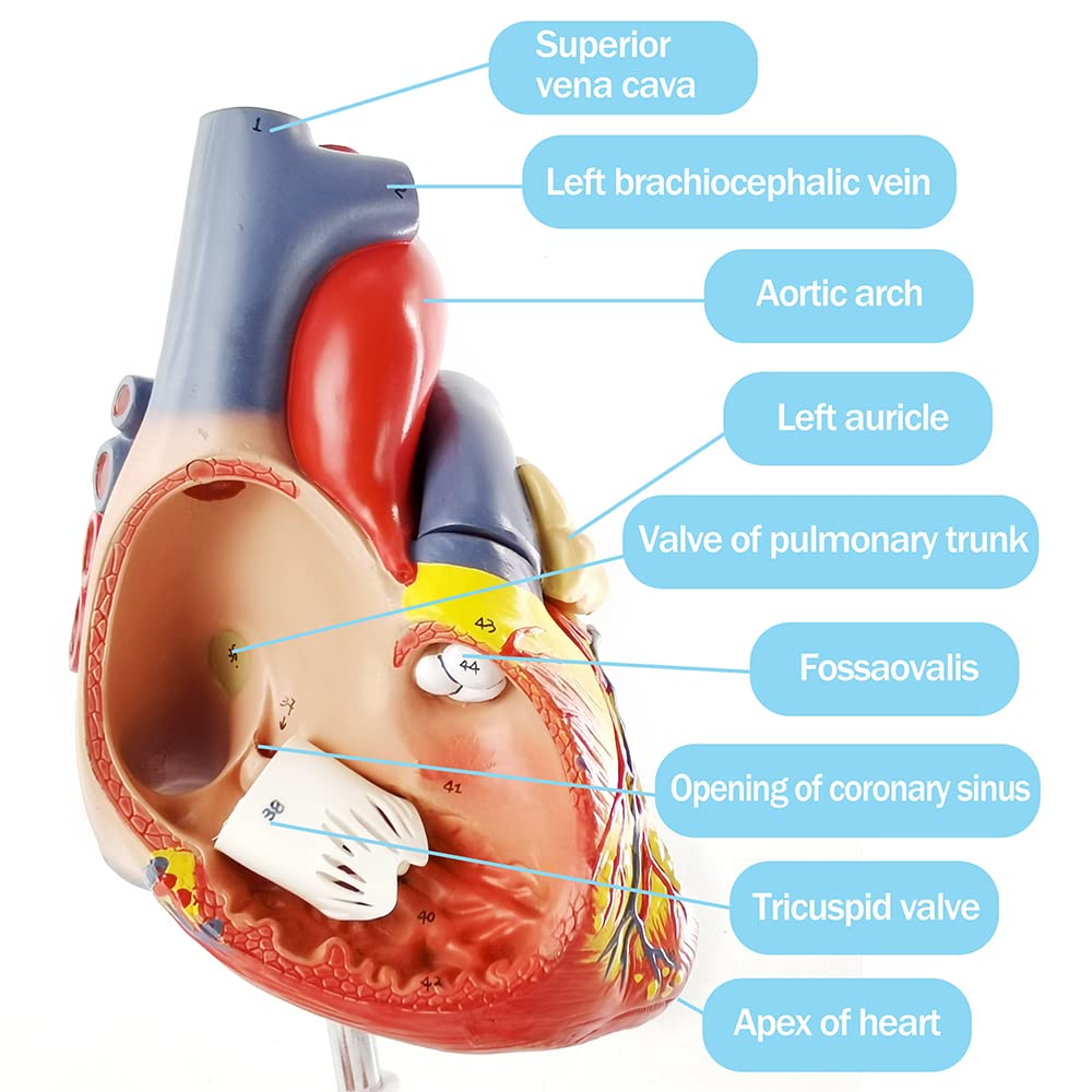 Heart Anatomy Pictures Heart: 4D Vision Human Heart Anatomy Model