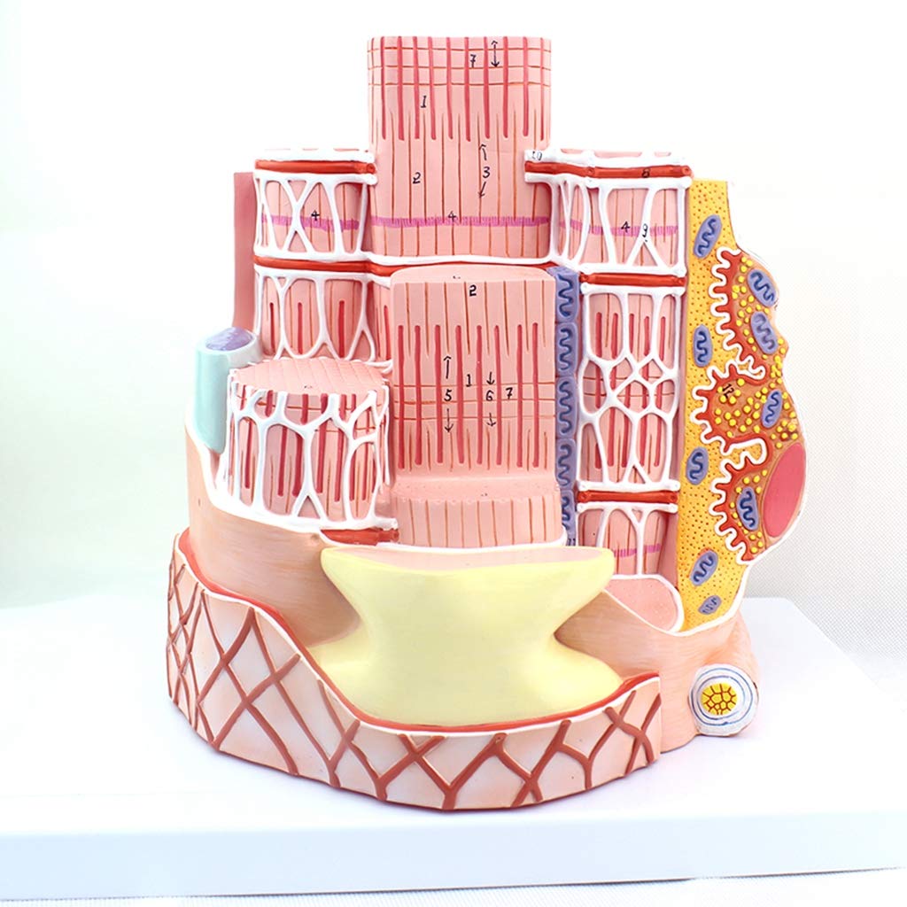 Buy Skeletal Muscle Fiber Microanatomy Model - Zoom in 40,000X Skeletal ...