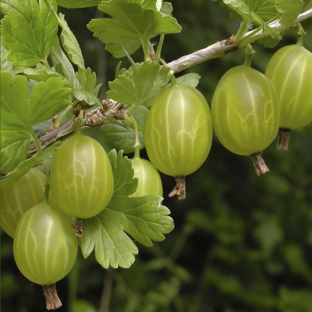 You Garden - 1 x Gooseberry Plant 'Invicta' in a 2L Pot - Supplied as ...
