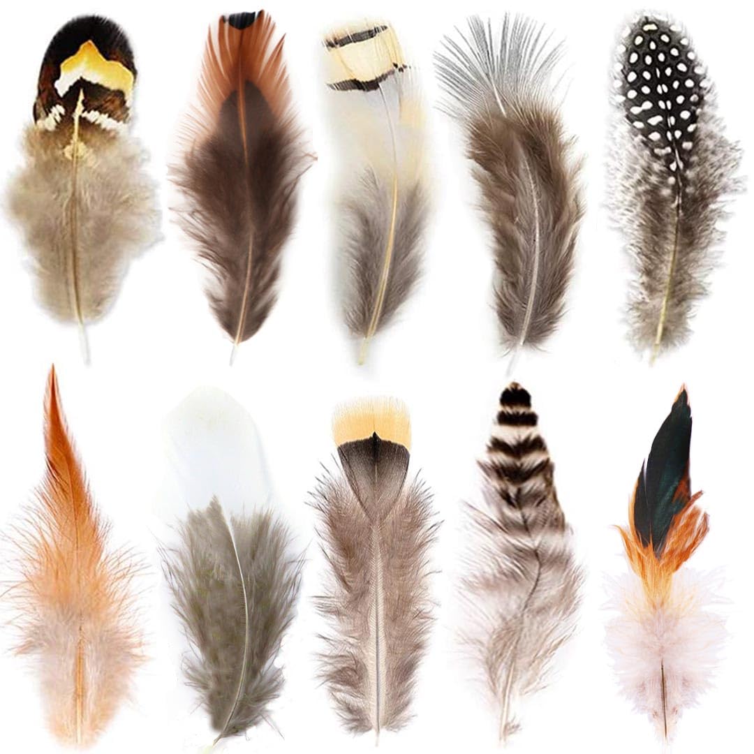 180pcs 6 Style Natural Feathers Assorted Mixed Feathers for Dream ...