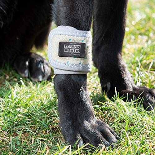 Knuckling In Dogs – The 15 best products compared - Wild Explained