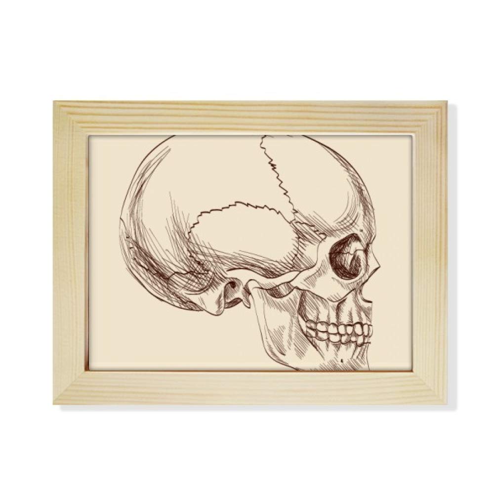 Human Skull Profile Drawing