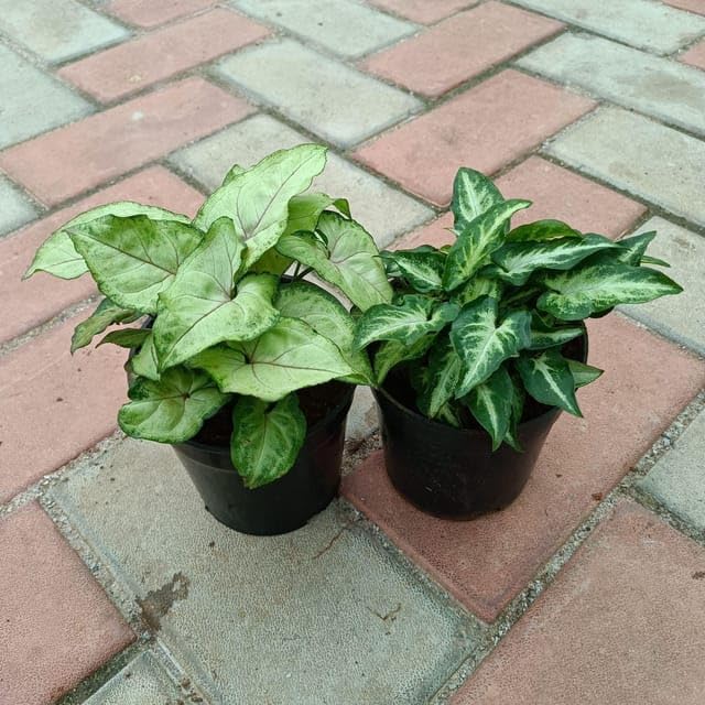 Set of 2 - (Syngonium Small & Syngonium Large Leaf) in 4 Inch Plant ...