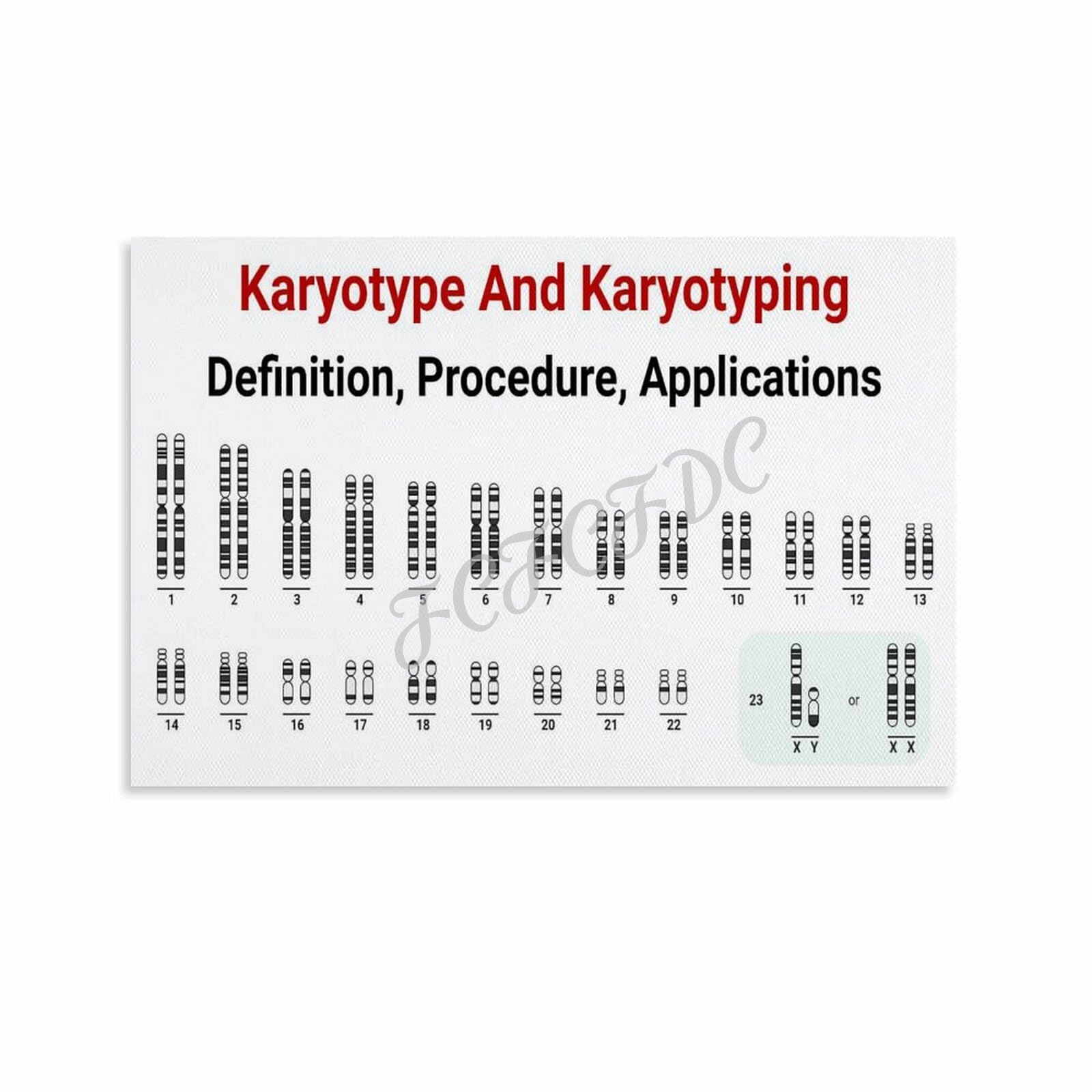 Karyotype Definition Why Do Couples With Infertility Need To Have A