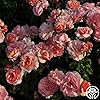 Amazon.com : Heirloom Roses Rose Plant - Sunbelt® Soul Sister™ Rose ...