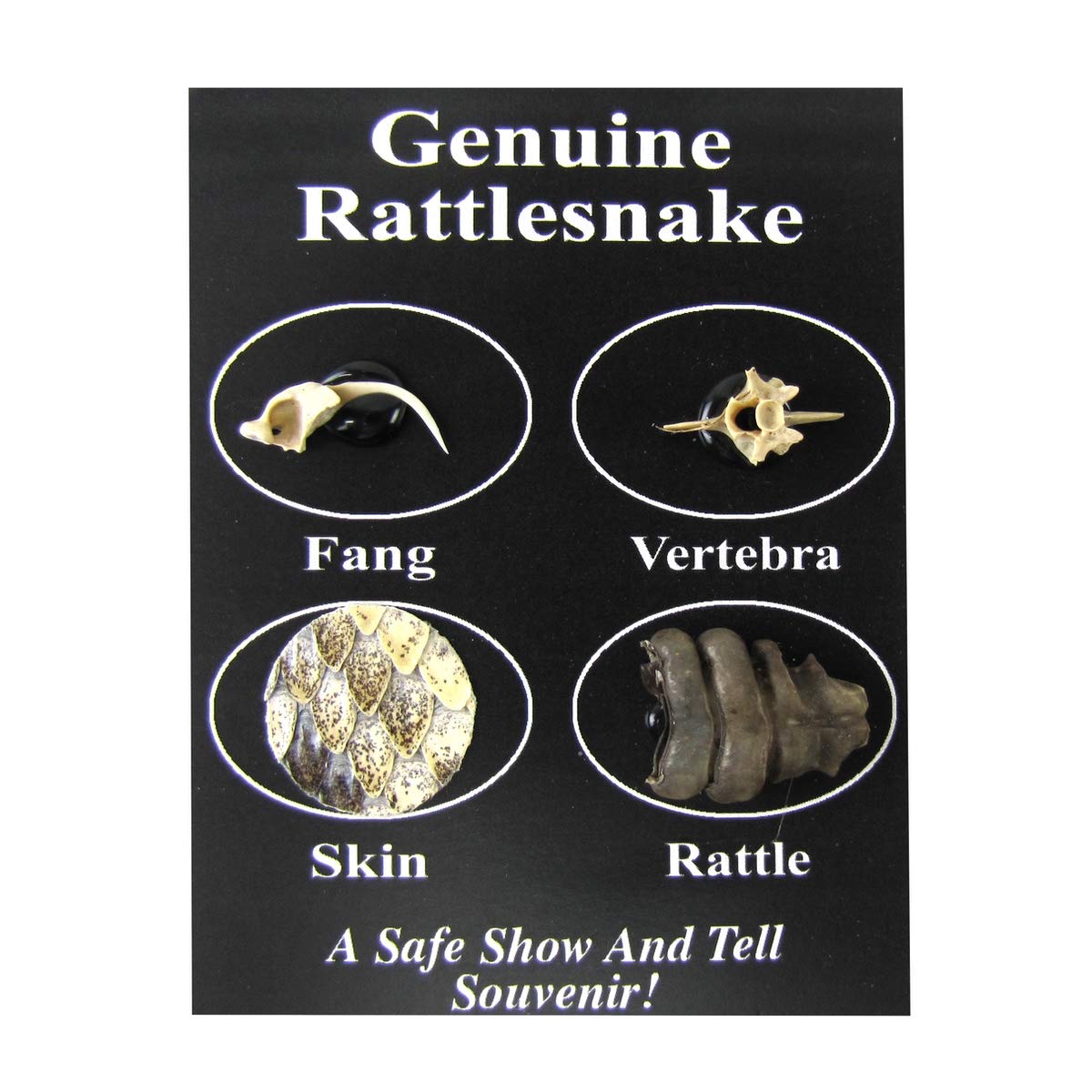 Amazon.com: TG,LLC Treasure Gurus Genuine Rattlesnake Taxidermy Snake ...