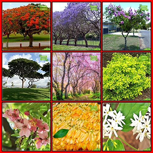 Buy Creative Farmer Gardening Combo Tree : Blue Jacaranda, Delonix ...