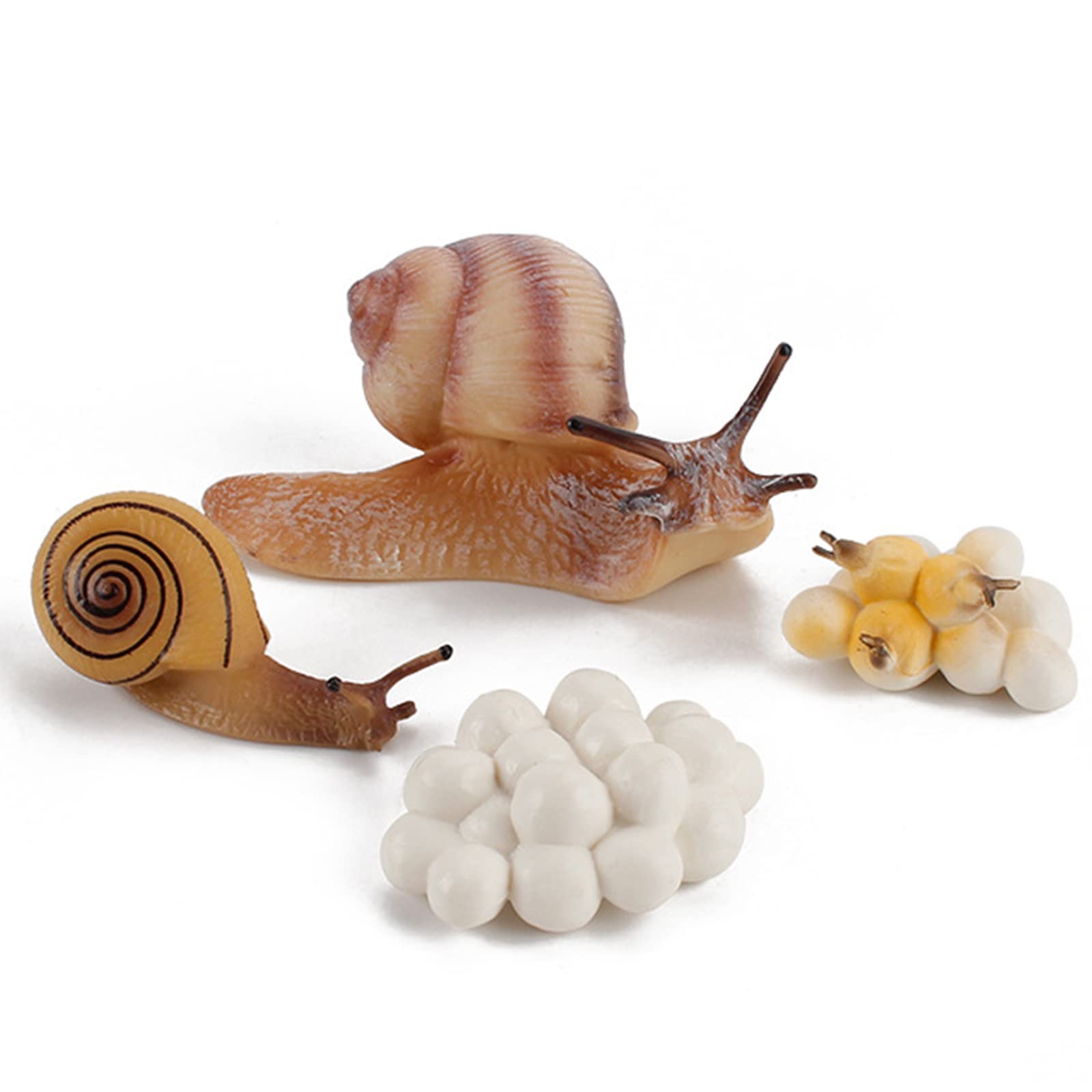 Snail Life Cycle For Kids