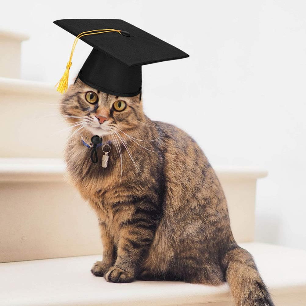 Amazon.com : Amosfun 2pcs Pet Graduation Caps Black Grad Hat with ...