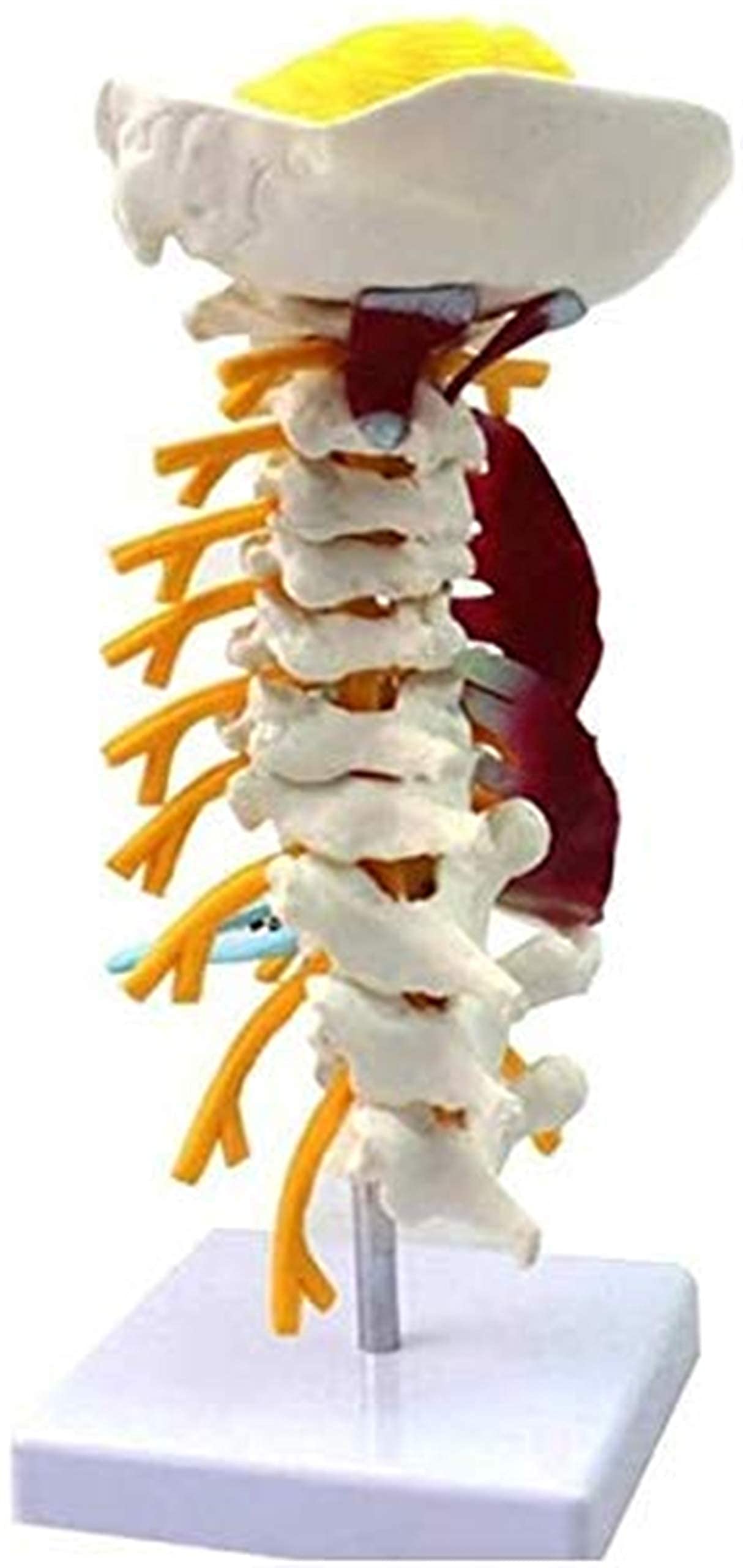 Buy Anatomy Model, Human Cervical Vertebrae Model, Nerve Cervical ...