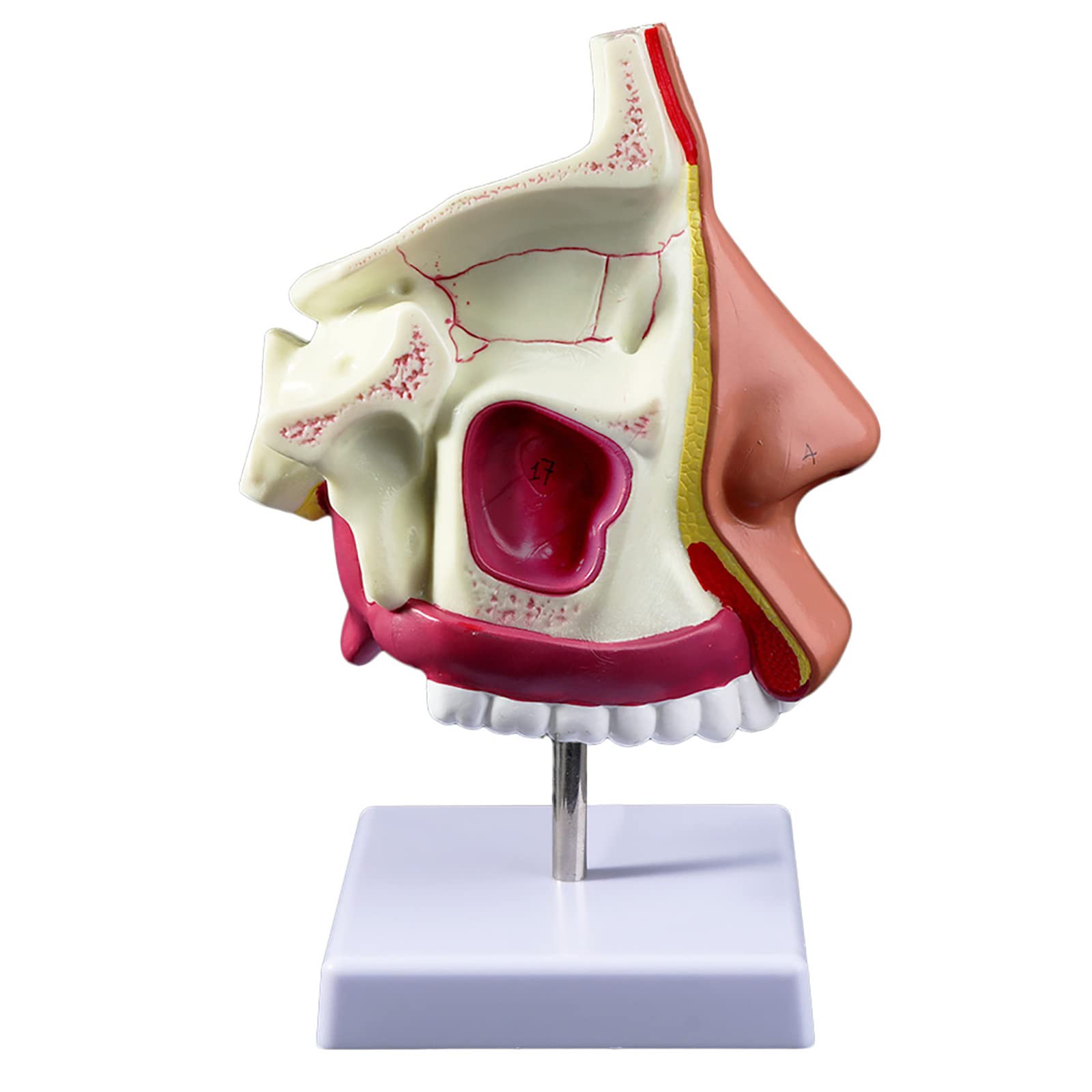 Buy Human Nasal Cavity Anatomy Model,Anatomy Model, Of The ...