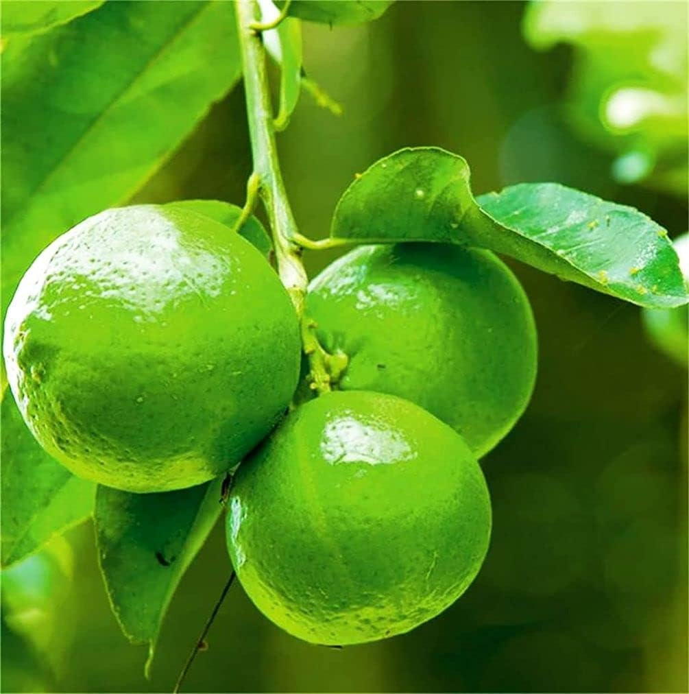 Amazon.com : Natural Fruit Seeds Lime Seeds Citrus Plant 20 Pcs : Patio ...