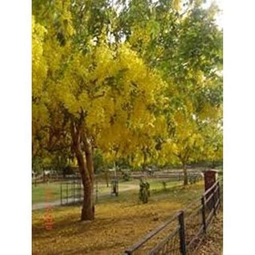 Creative Farmer Dwarf Rare Cassia Fistula Golden Shower Tree Kanikkonna ...