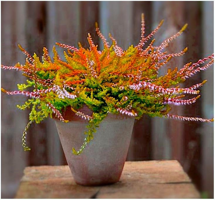 [x4] Scottish Heather Calluna Vulgaris 'Wickwar Flame' | Multi-Pack ...