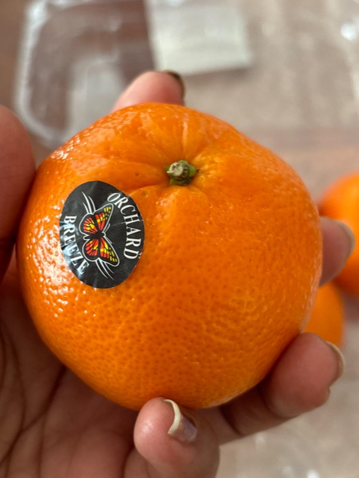 Fresh Mini Orange, 500 gm : Amazon.in: Grocery & Gourmet Foods