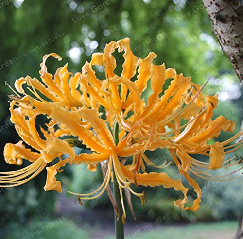 Yellow Lycoris Seeds Lycoris Seeds,(Seeds),Natural Growth, Seeds Diy ...