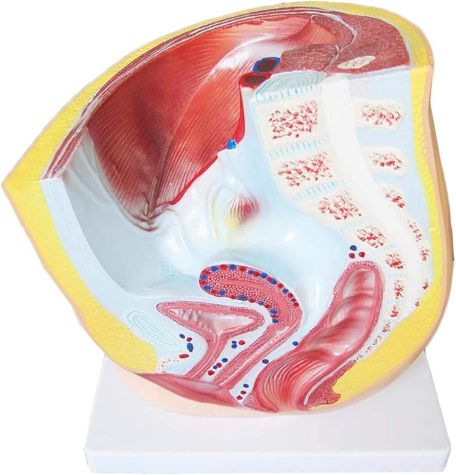 Female Pelvic Sagittal Section Anatomical Model Sagittal Section ...