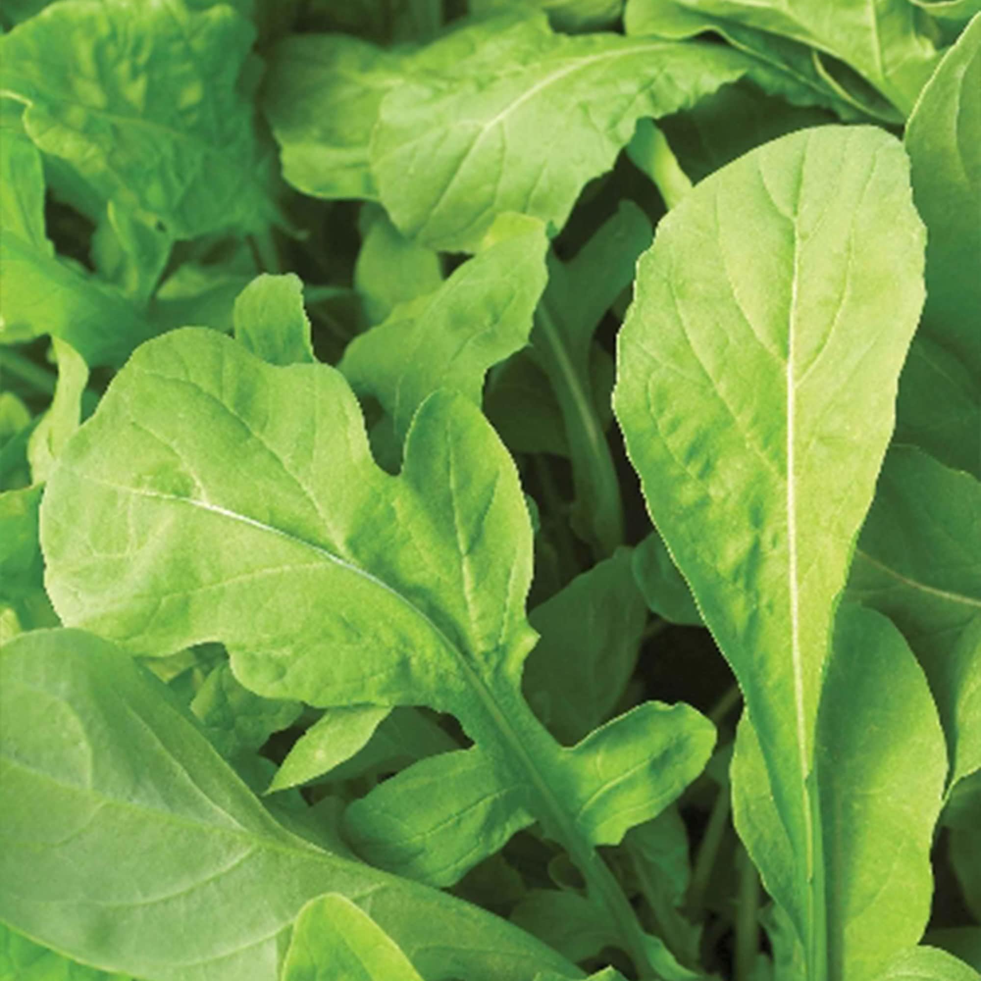 Amazon.com : Arugula Seeds - 1000 Seeds Non-GMO : Patio, Lawn & Garden