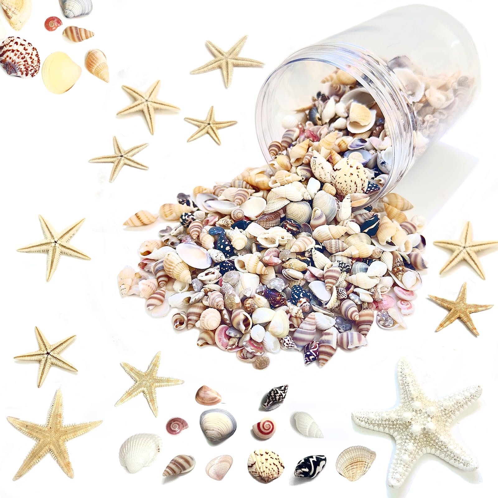 Amazon.com: 90 Pcs Sea Shells Mixed Ocean Beach Seashells, Colorful ...