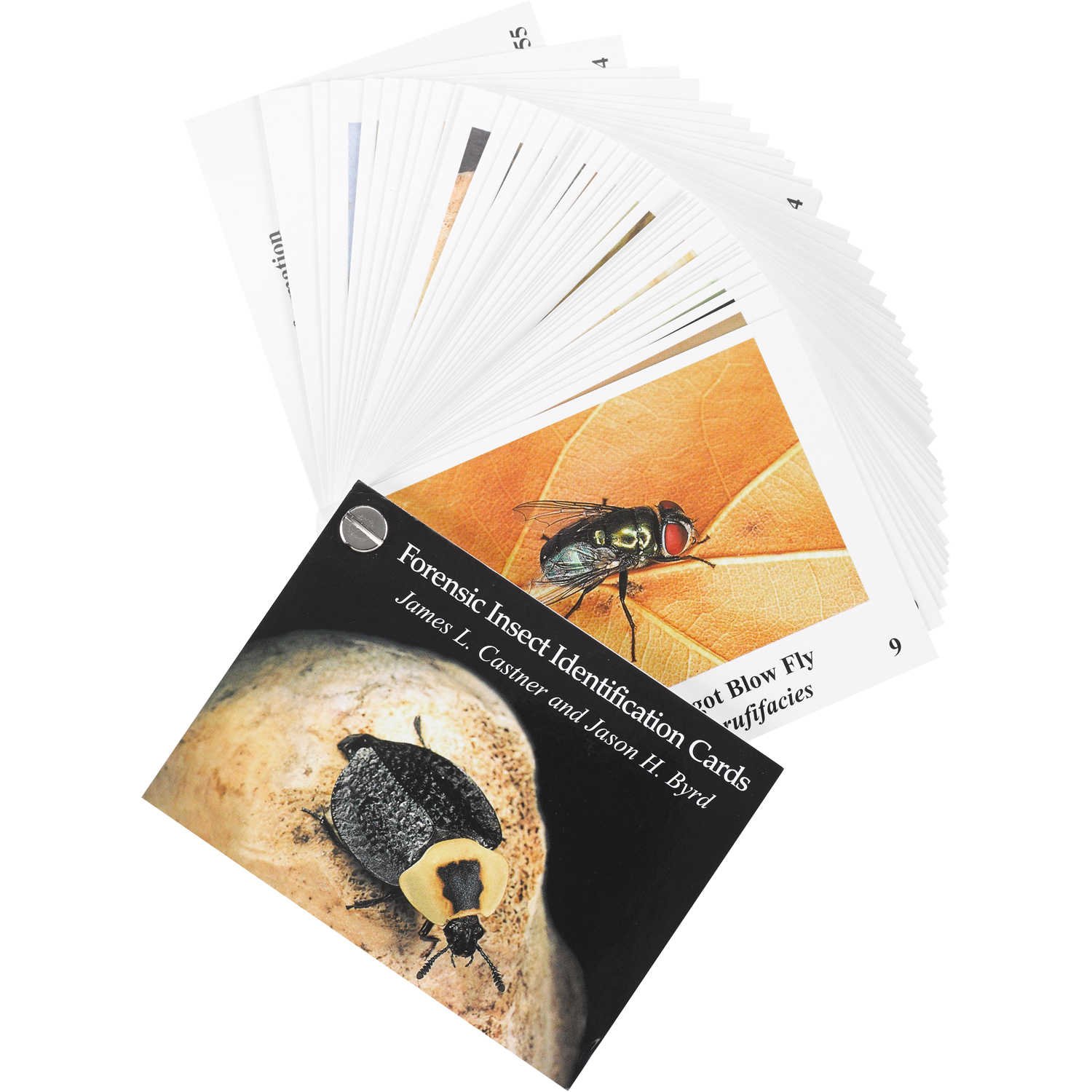 Forensic Insect Identification Cards: Castner, James L., Byrd, Jason H ...