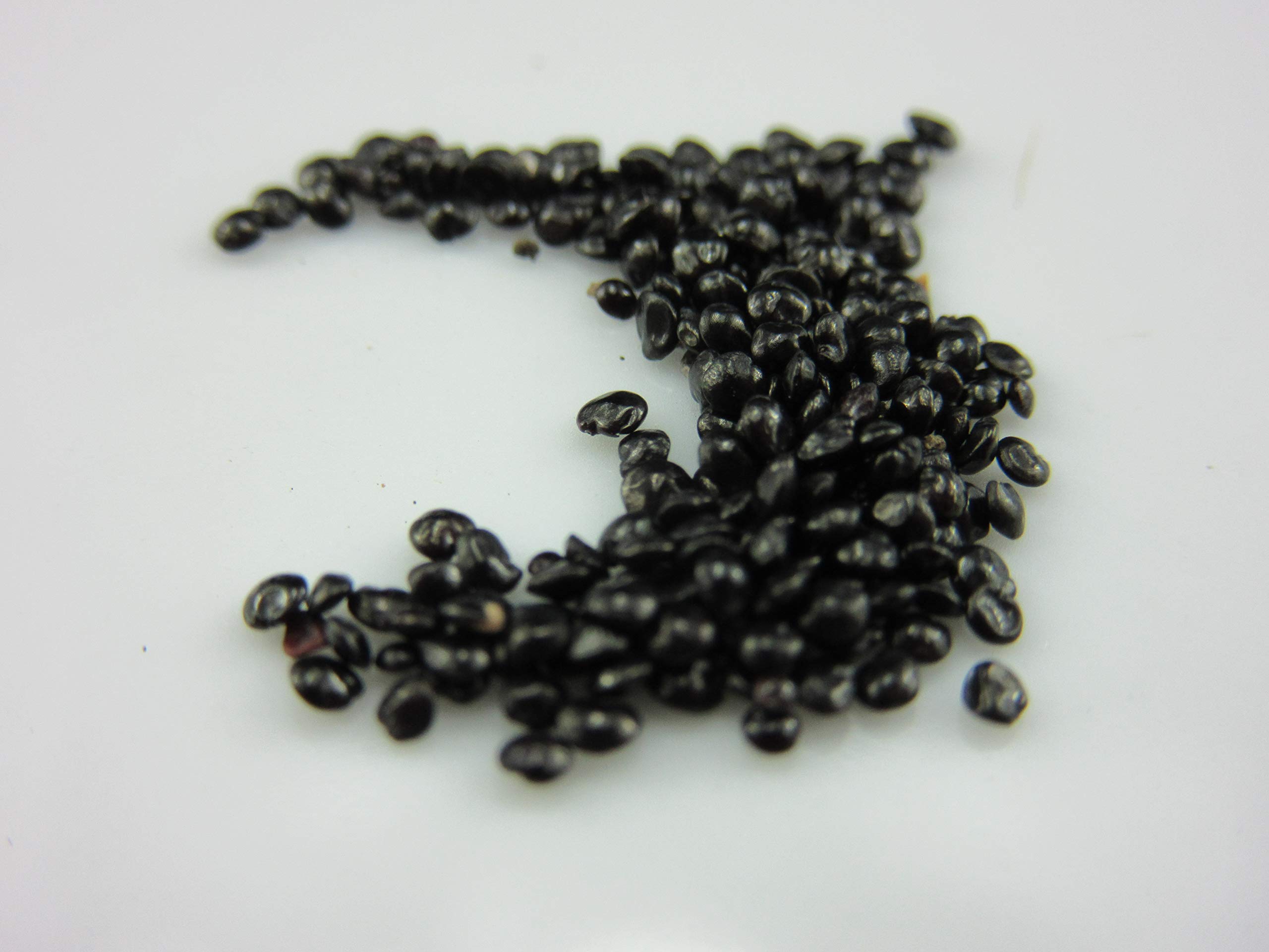 Celosia Argentea Seed