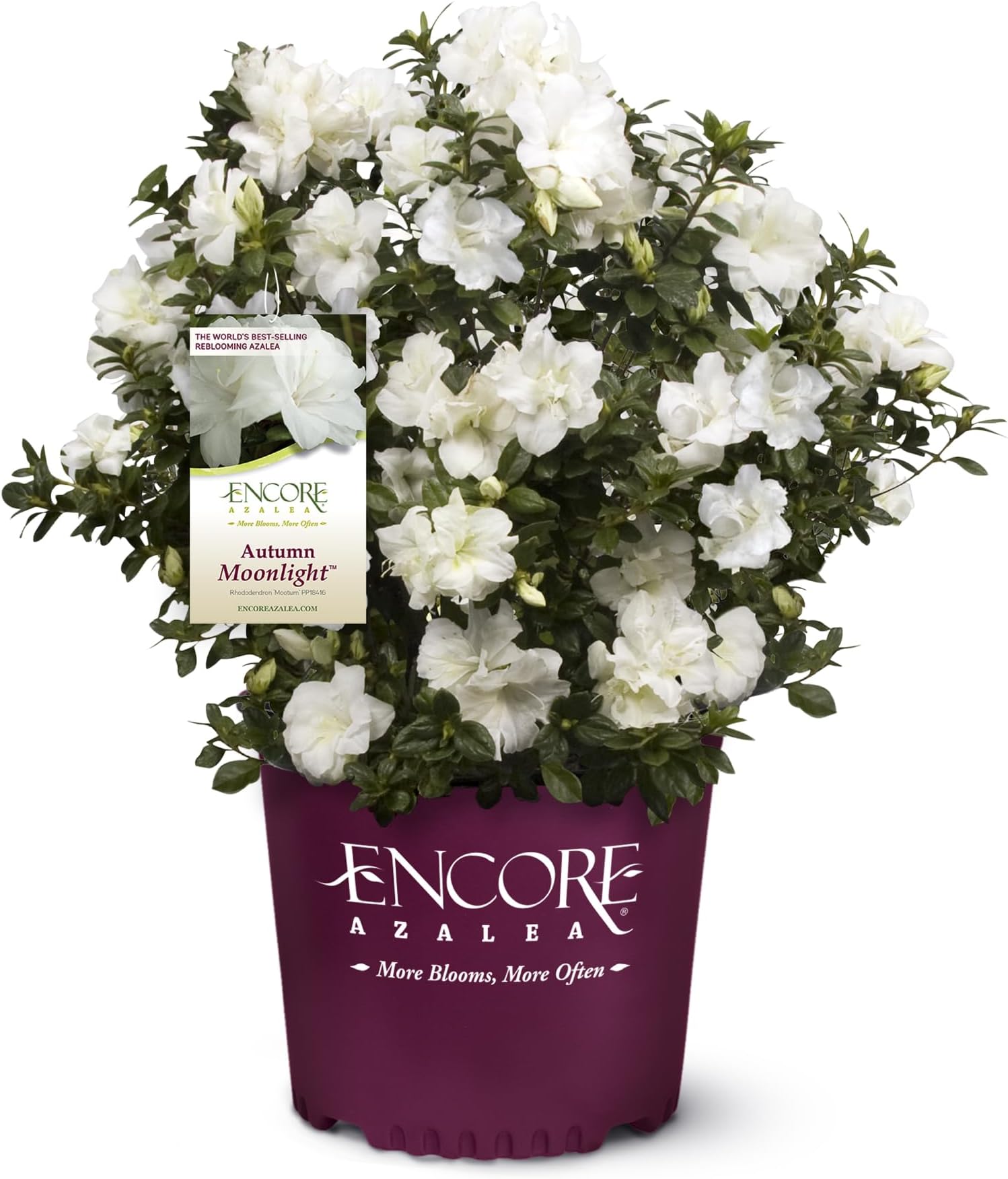 Amazon.com : Encore Azalea Autumn Moonlight Azalea 2 Gal, White Blooms ...