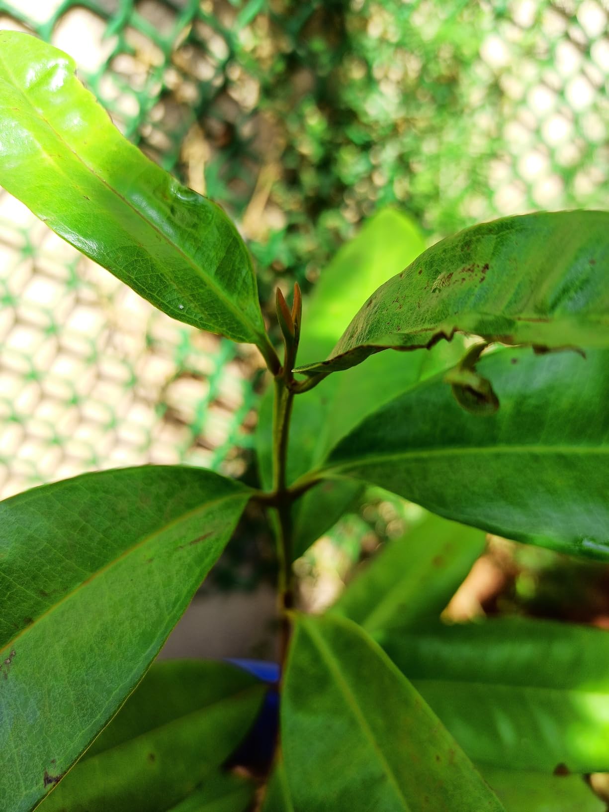 Hug A Plant | All Spice Plant/Sarvasugandhi/Jamaica pepper (Pimenta ...