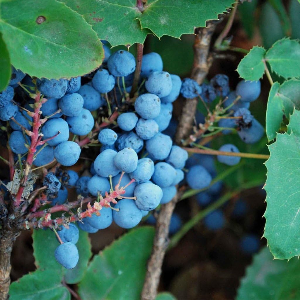 Amazon.com : Creeping Oregon Grape Seeds (Mahonia repens) Packet of 10 ...