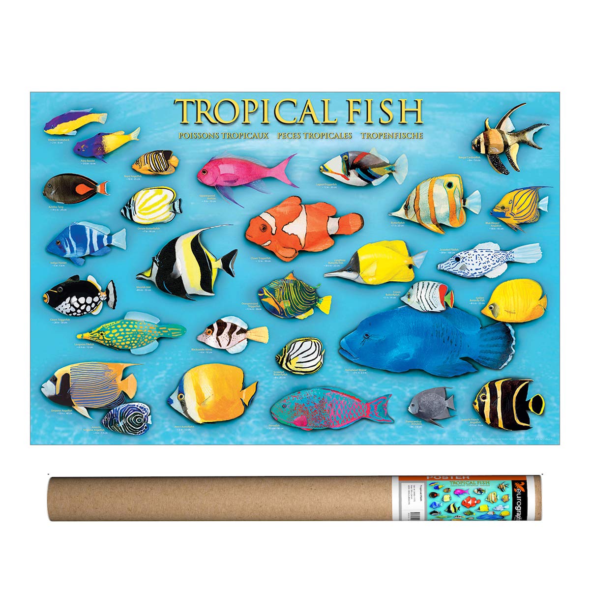 Tropical Fish Chart Poster