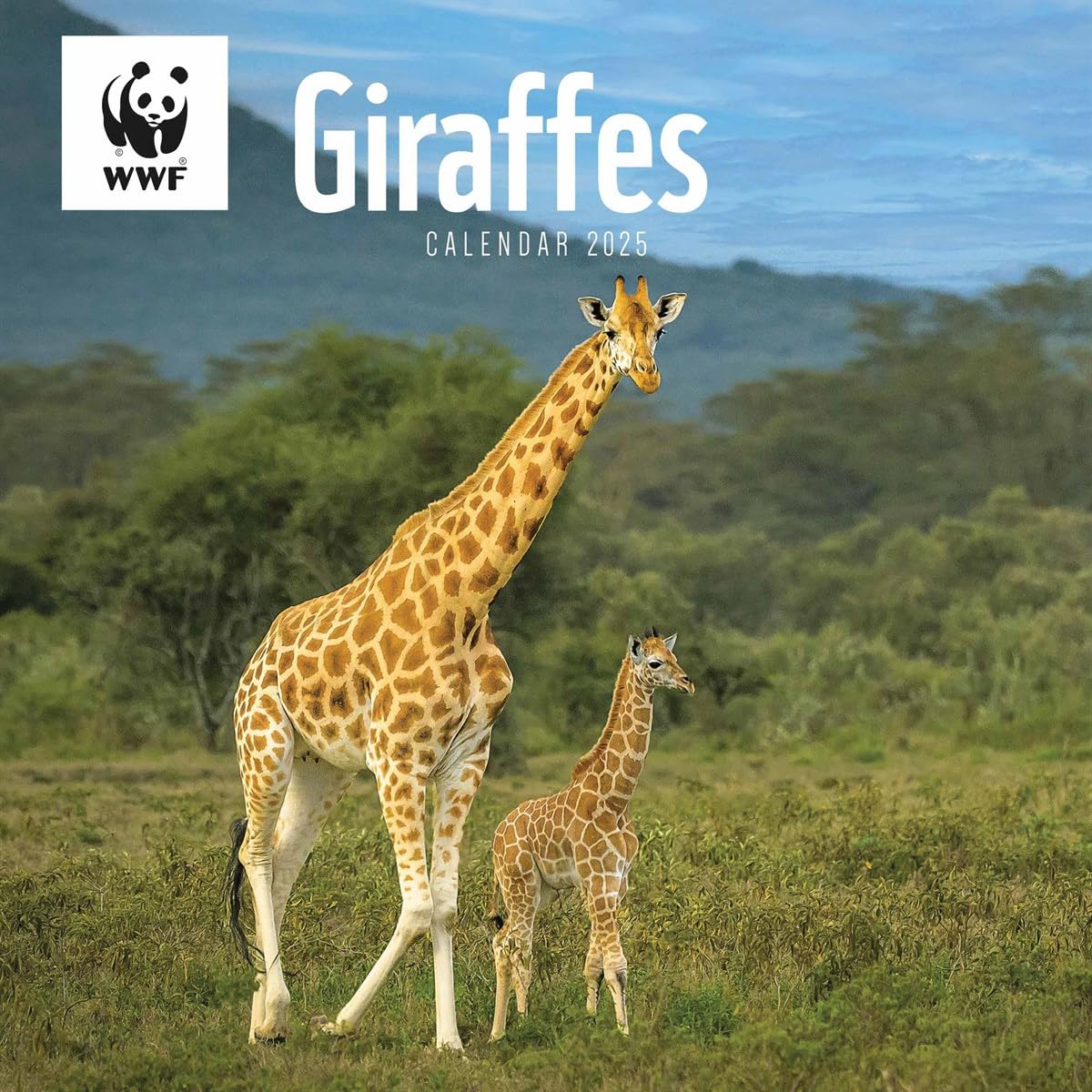 Amazon.com: WWF Giraffes Square Wall Calendar 2025: 9781529841145 ...