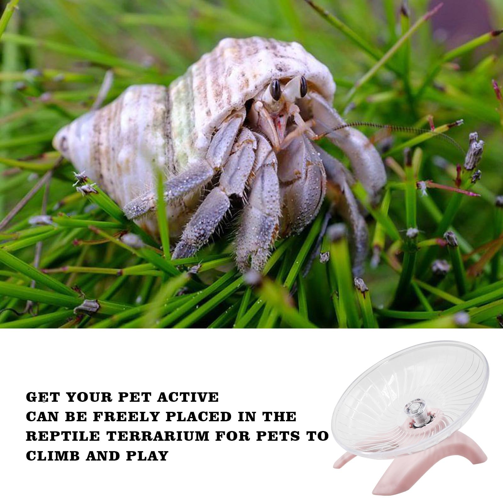 Snapklik.com : Hermit Crabs Wheel Toy, Hamster Running Wheel Toys ...