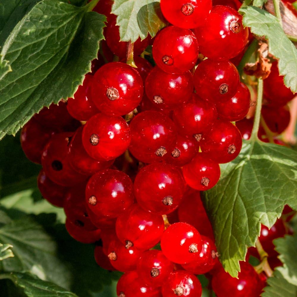 Redcurrant Fruit Bush Garden Plant for Outdoors Hardy Shrub Baring ...