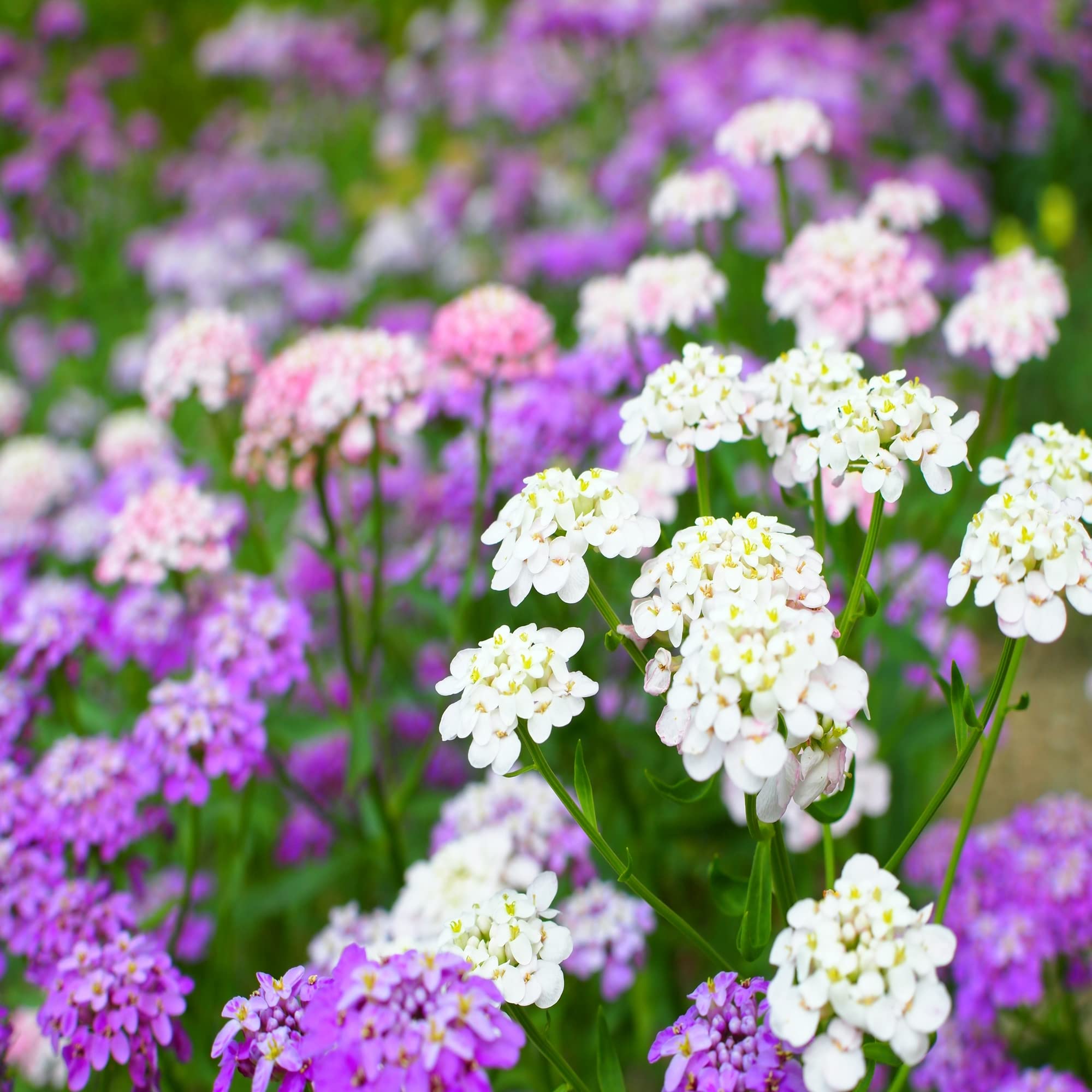 Iberis Umbellata