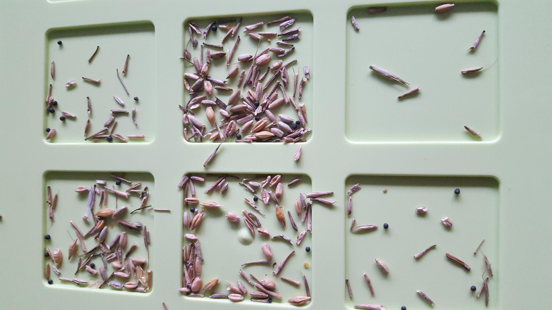 LanDixx Rapssamen 25 Kg, Raps ideal für Wärmekissen oder Handtherapie ...