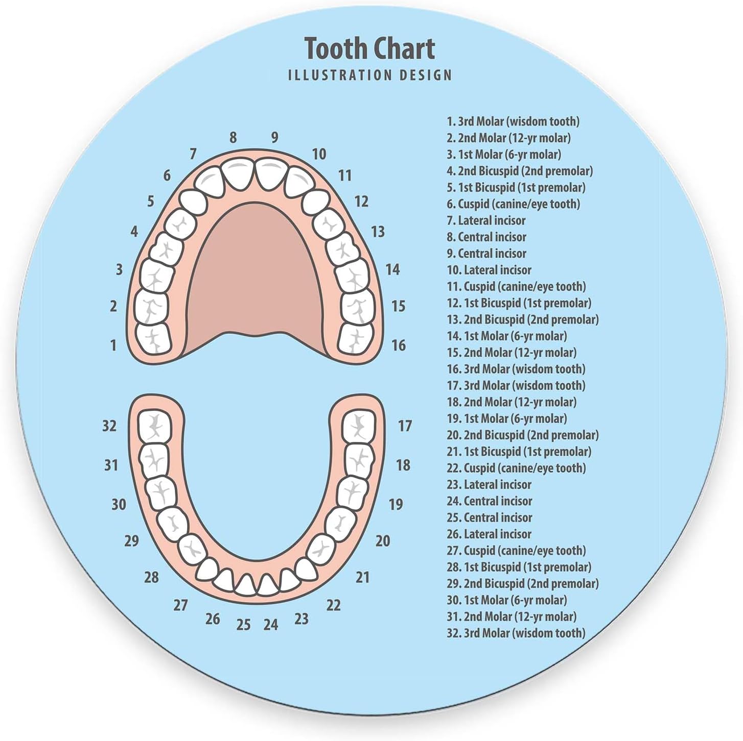 Amazon.com: Round Mouse Pad,Tooth Chart Mouse pad,Custom Small Mouse ...
