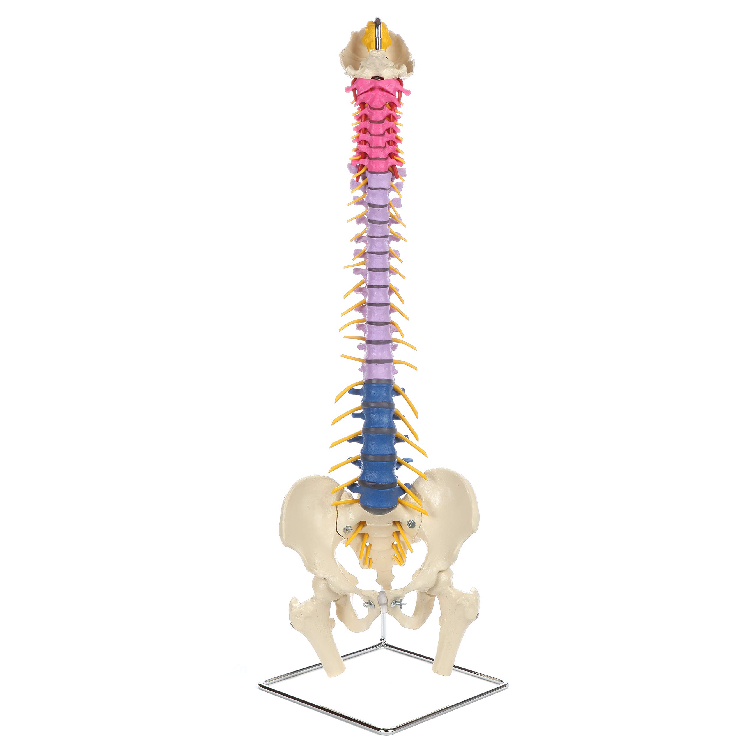 Buy Rudiger Anatomie Didactic Flexible Human Spine, Life Size Spinal ...