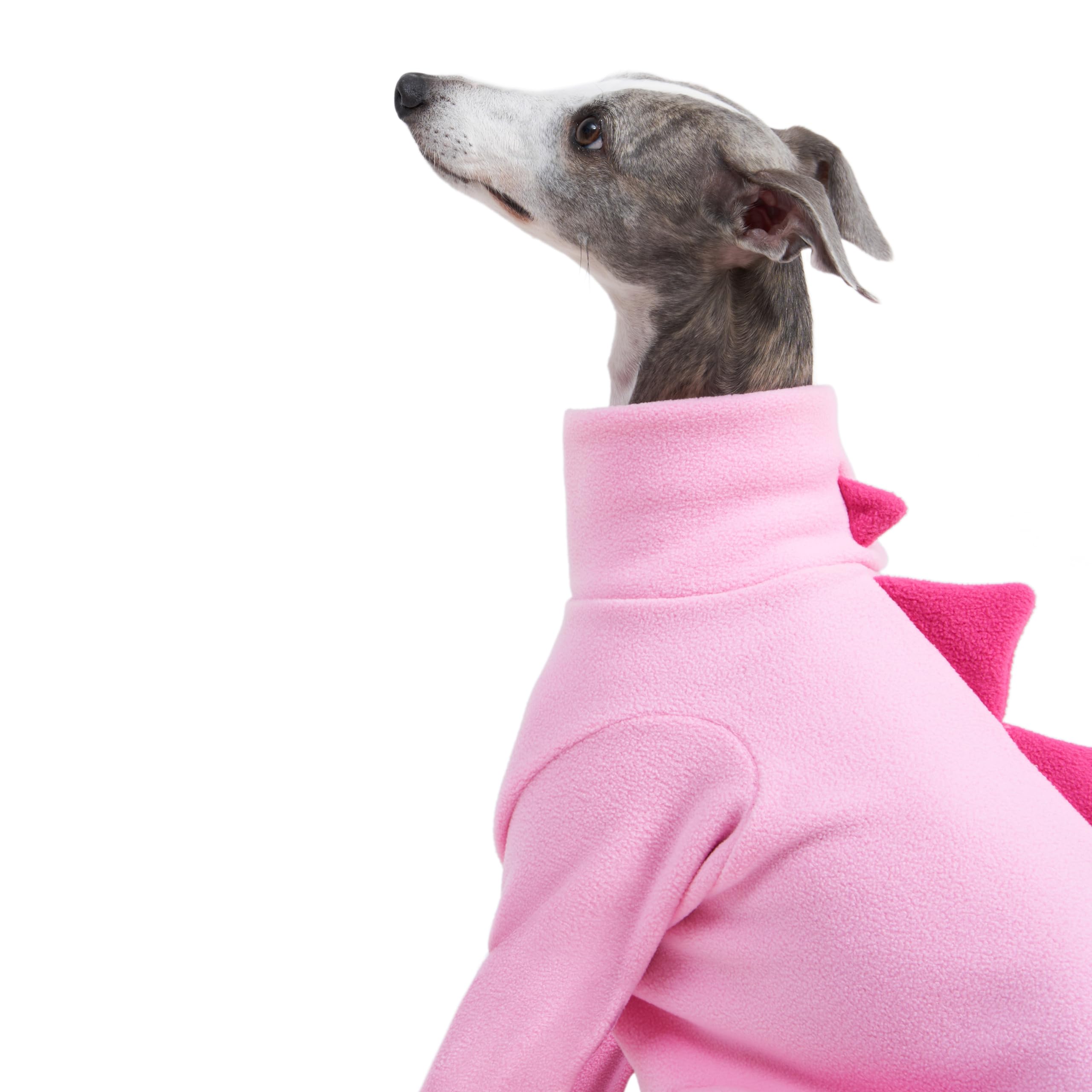 Whippet Italiaanse Windhond Mix Italiaanse Windhond Whippet Lurcher