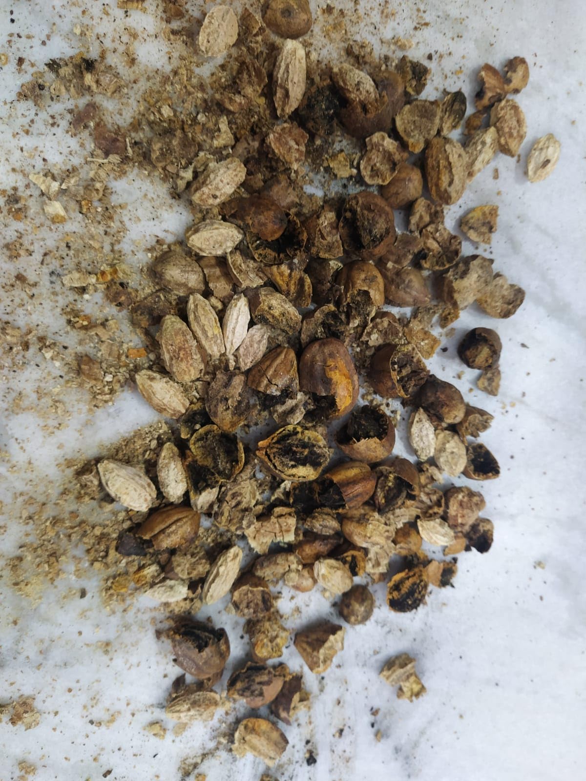 SRI SAI FORESTRY Harad Seeds 300 G | Haritaki | Kadukkai | Karakkaya ...