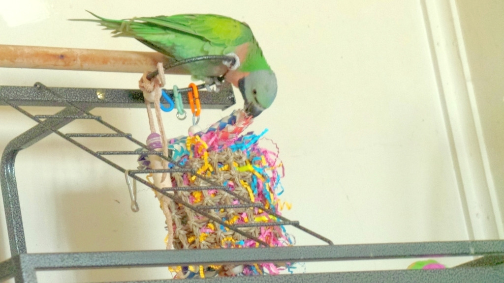 Genoa Foods Almonds Natural, 700 g, Almonds Natural : Amazon.com.au ...