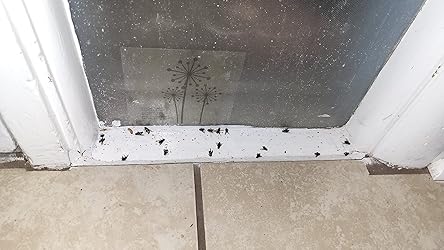 Amazon.com : Ortho Home Defense Fly Killer Window Decal, 4 Pack : Patio ...