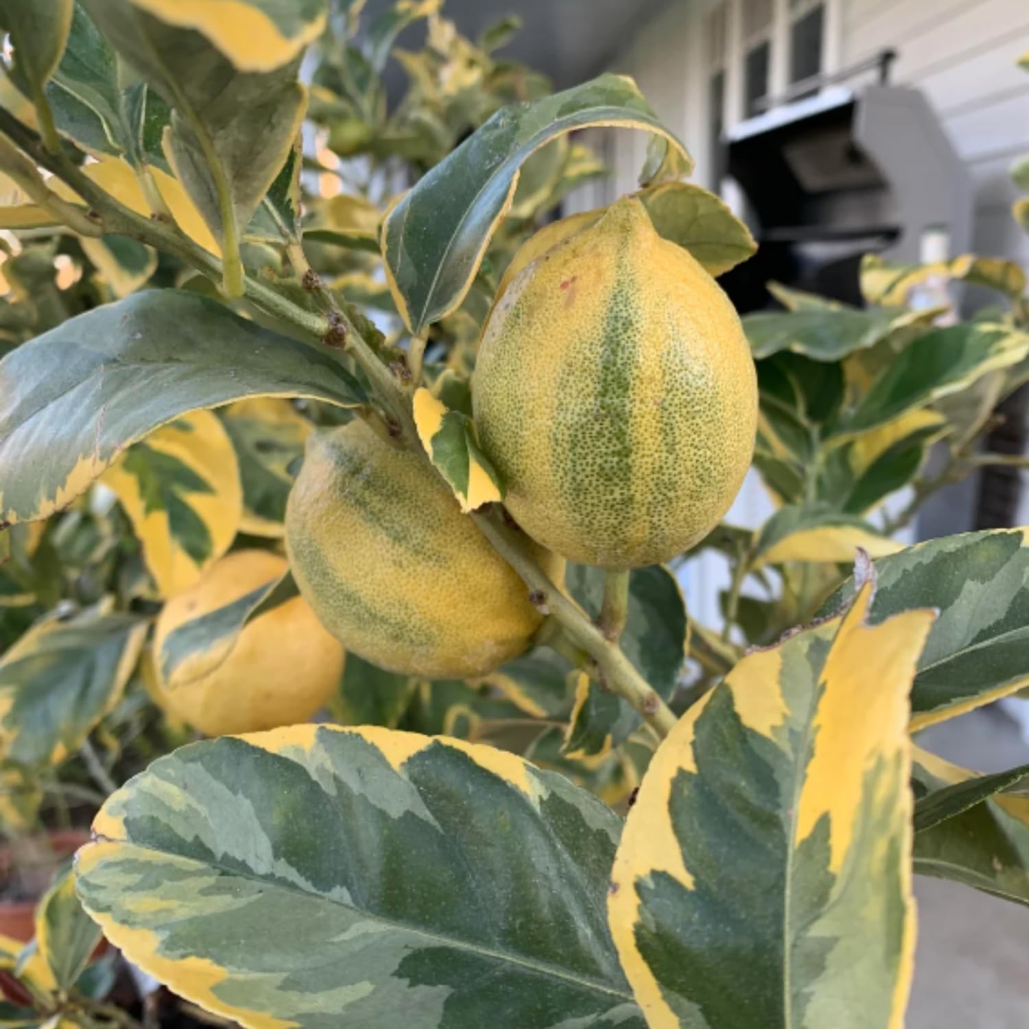 Amazon.com : Live Pink Lemon Tree, Lemon Tree Live Plant, Small Citrus ...