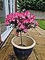 Azalea Japonica Tree | Trees for Small Gardens Border Patio Potted ...