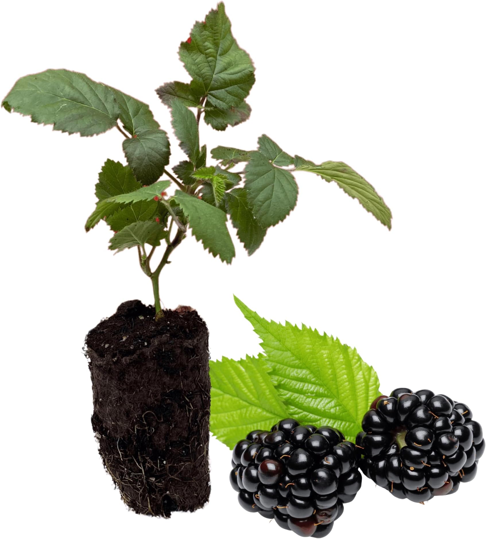 Amazon.com : 5 Triple Crown Thornless Blackberry Plants-Produce Sweet ...