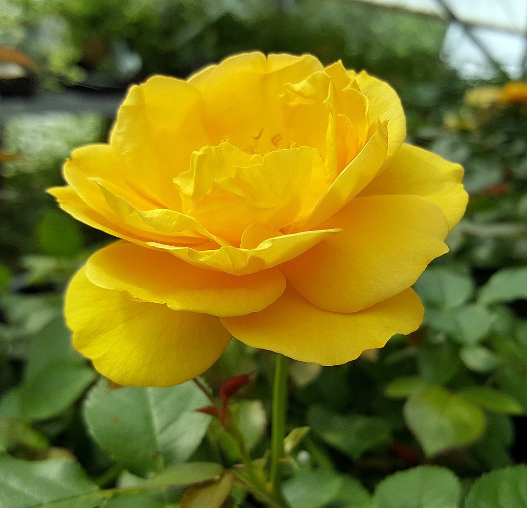 Amazon.com: Julia Child Rose Bush - Butter Yellow - 4" Pot : Hirt's ...