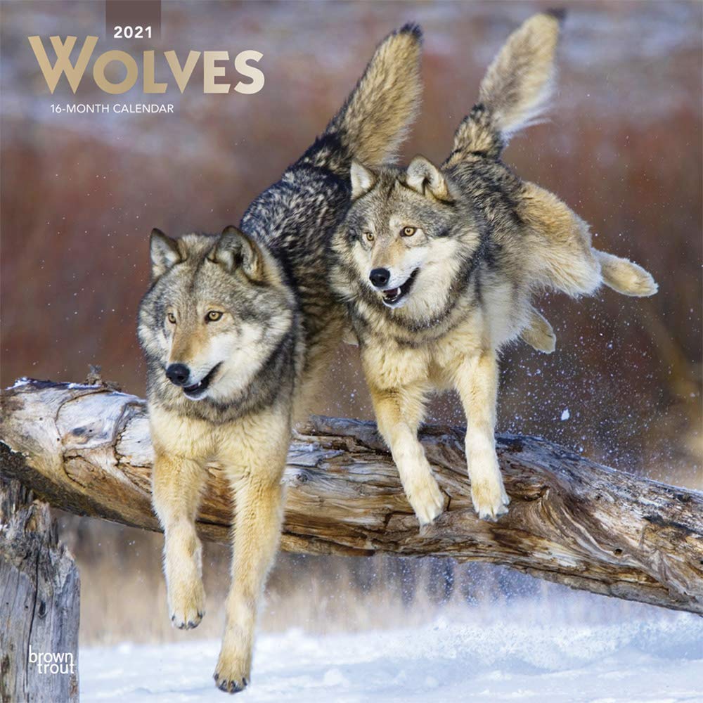 Amazon | Wolves 2021 Calendar | Browntrout Publishing | Nature & Wildlife