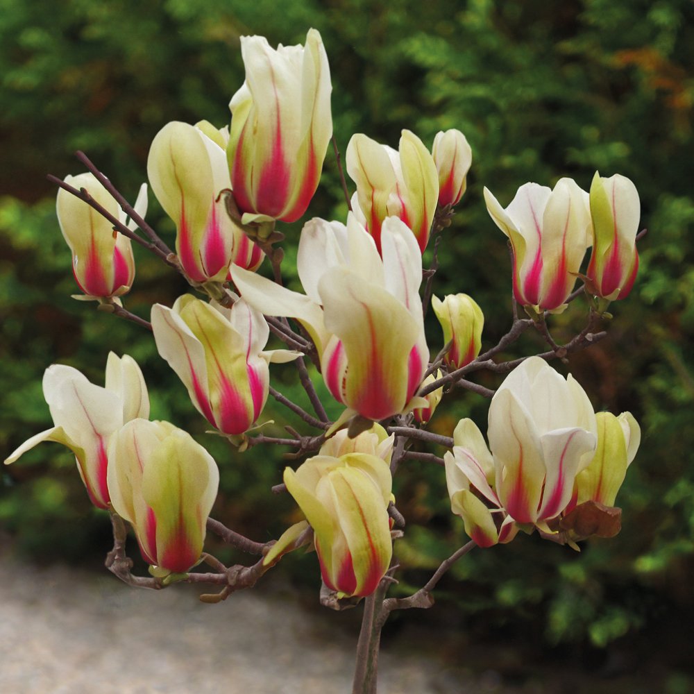 Thompson And Morgan Magnolia Tree Outdoor Deciduous Garden Shrub For ...