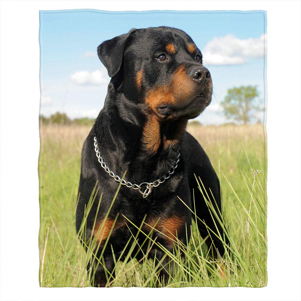 When Is Rottweiler Full Grown