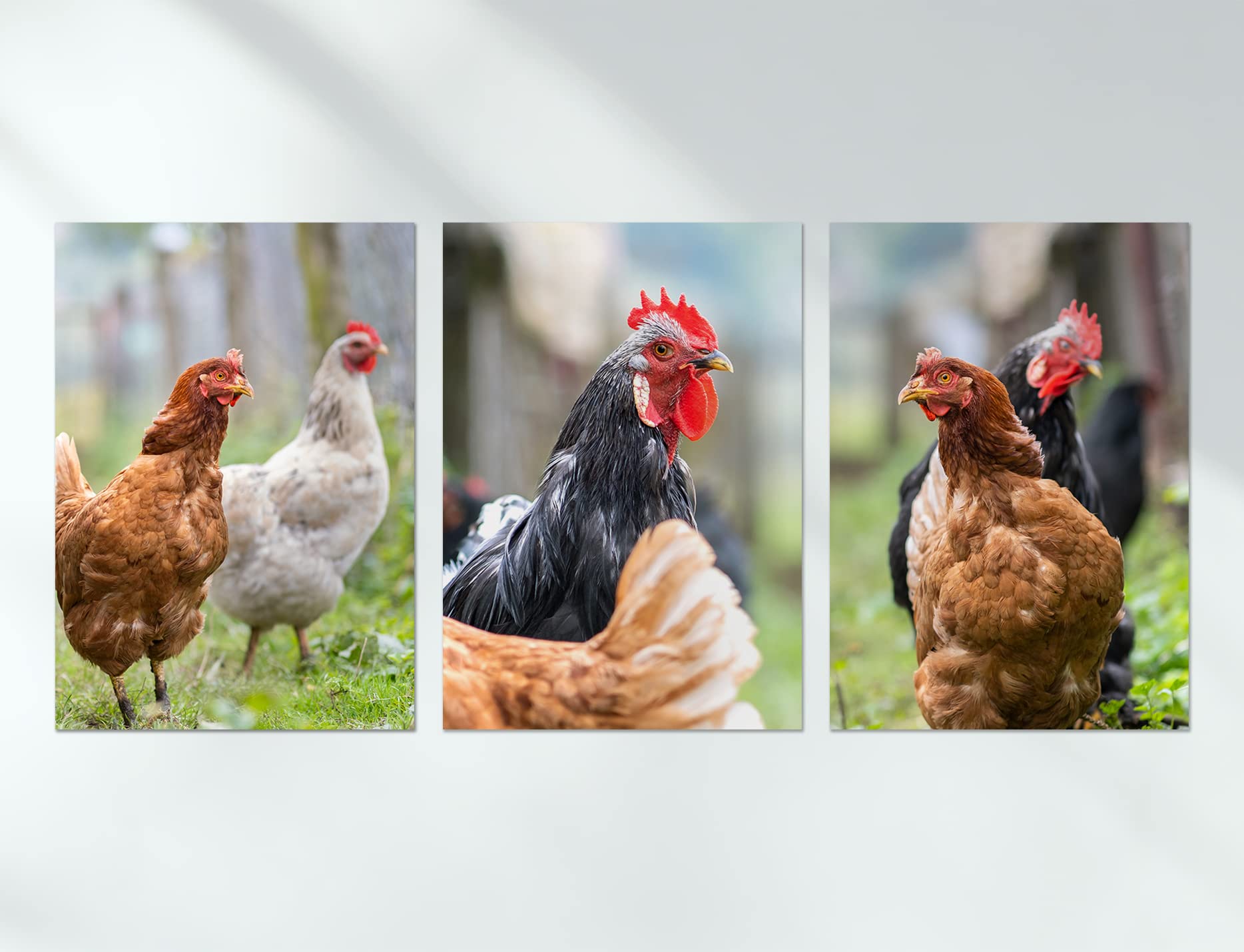 A4 Laminated Posters Breeds Of Poultry 2 Different Posters Pet