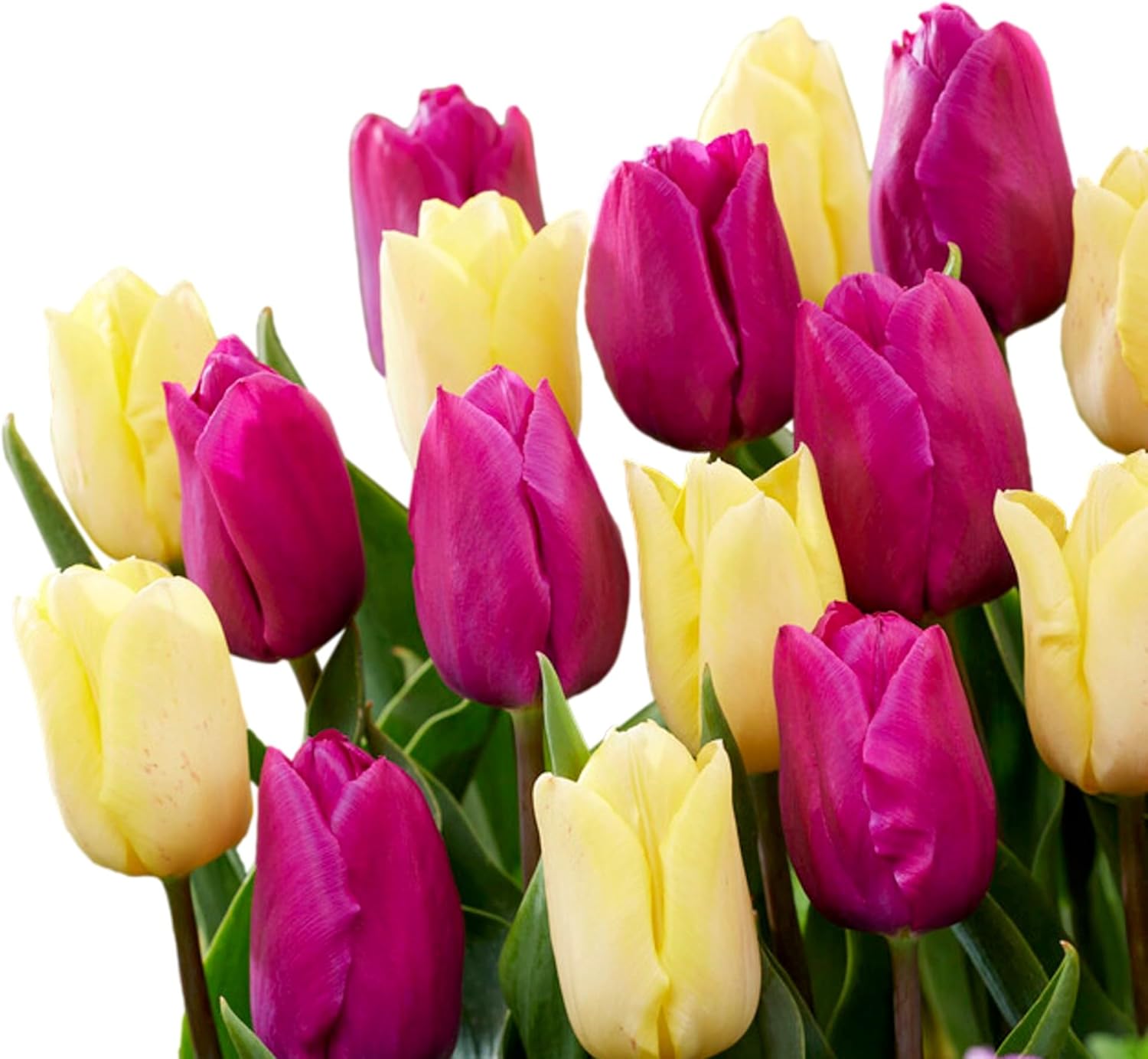 Amazon.com : Easy to Grow Tulip Prince Mix 30 Plant Bulbs - Purple ...