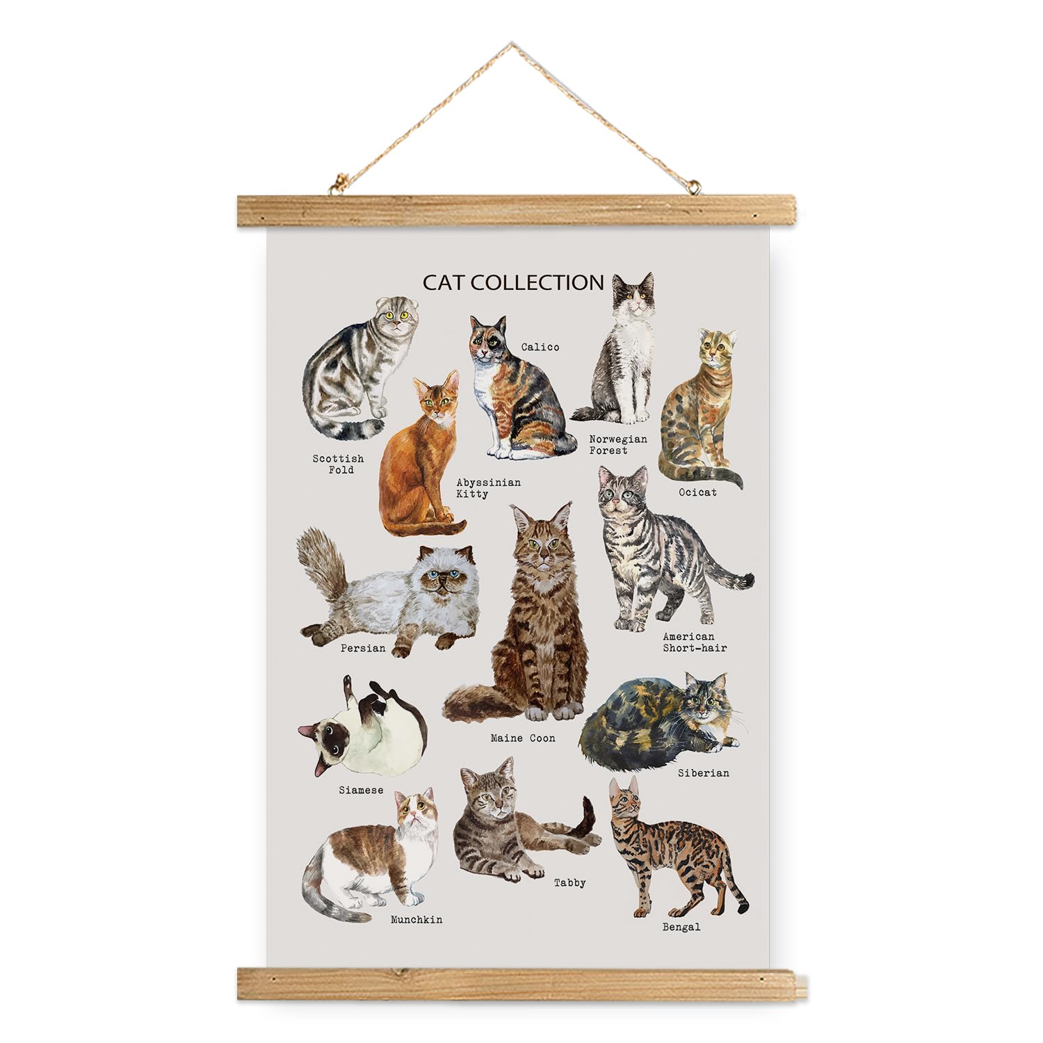 Amazon.com: XIAOAIKA Cat Breeds Educational Poster - Illustrated Guide ...
